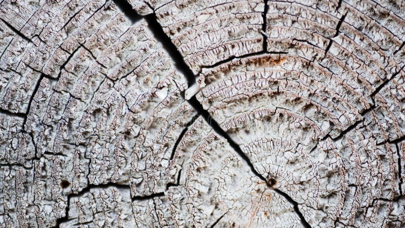 End of an old tree stock image. Image of aging, abstract - 82773671