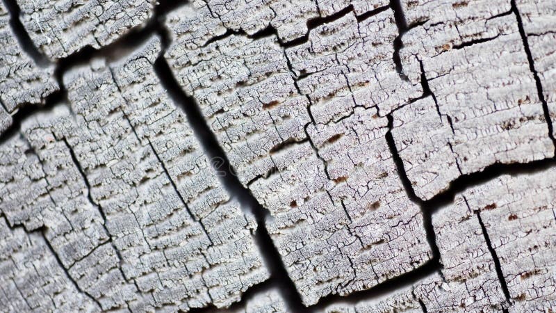 End of an old tree stock image. Image of pattern, material - 82774013