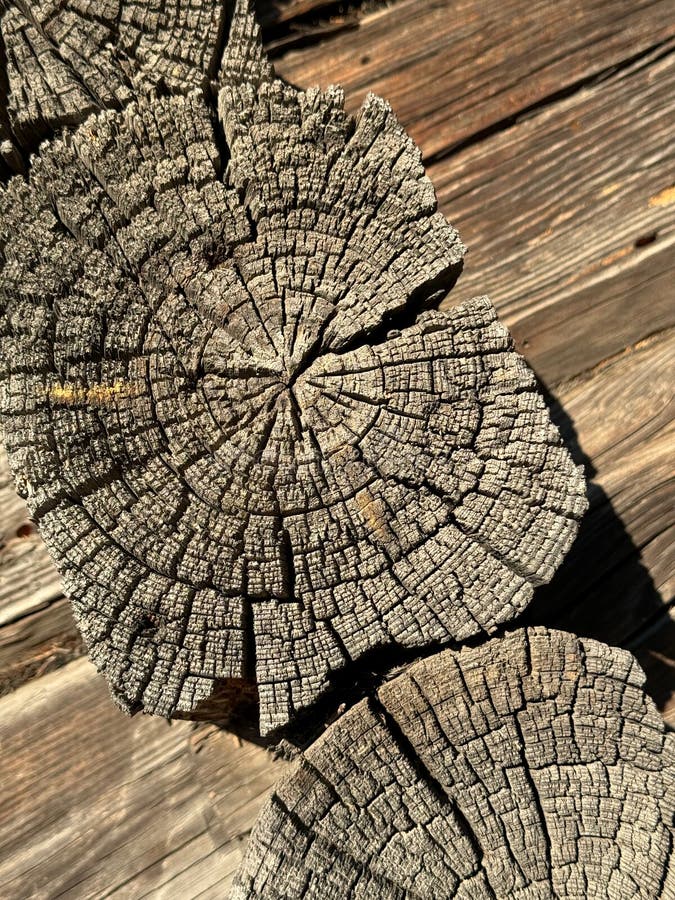 End of an Old Wooden Log. it is Cracked. Stock Photo - Image of design ...