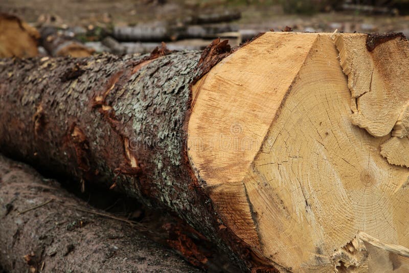 End of a Pine Log with Brown Bark and Uneven Saw Cut Closeup Background ...