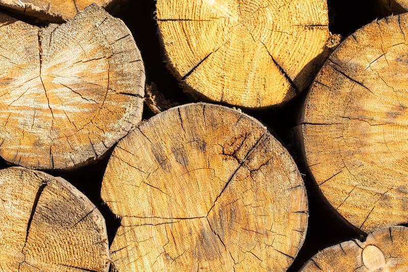 End of Pine Log with Cracks Stock Image - Image of natural, material ...