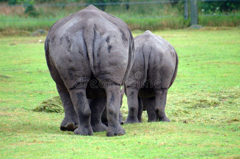 The end of the Rhino stock image. Image of rear, danger - 1088891