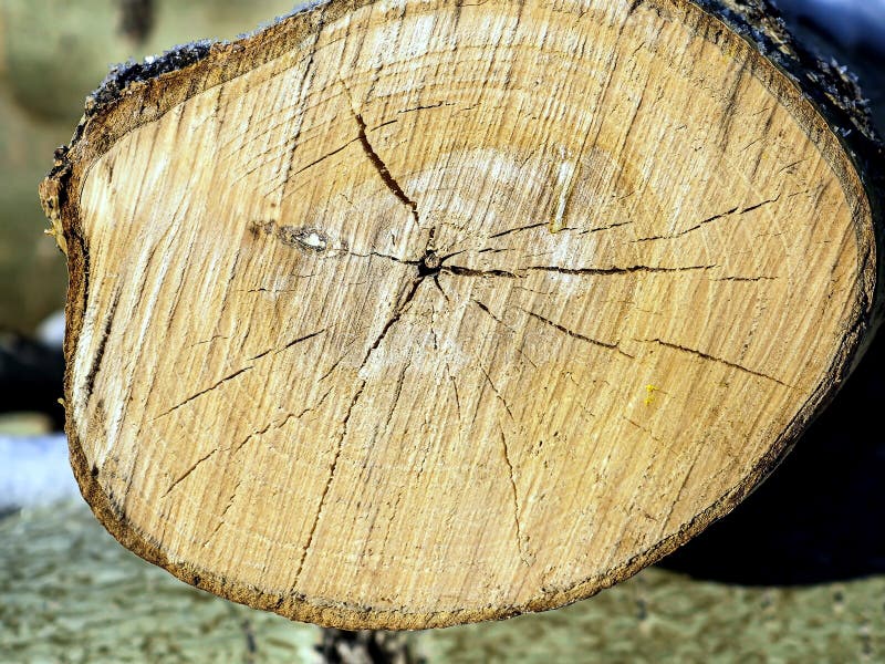 The End of a Sawn Poplar Log Illuminated by the Sun Stock Photo - Image ...