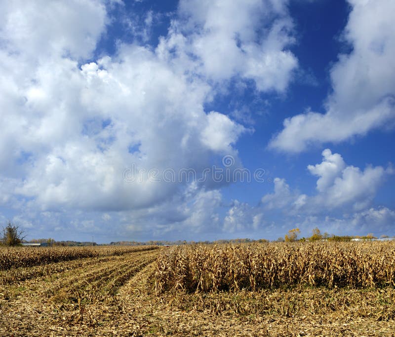 Cornfield stock image. Image of food, pasture, field - 15125477
