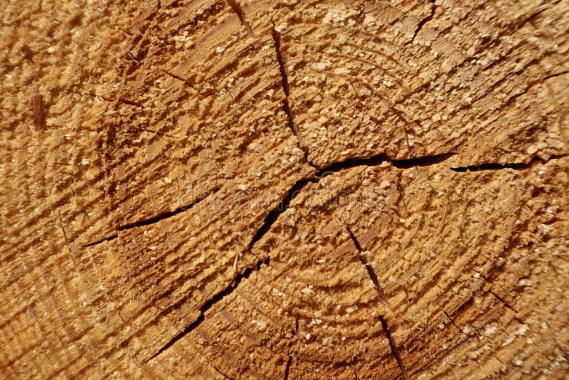 The End Side of the Tree. Sawed Log Texture Stock Photo - Image of ...