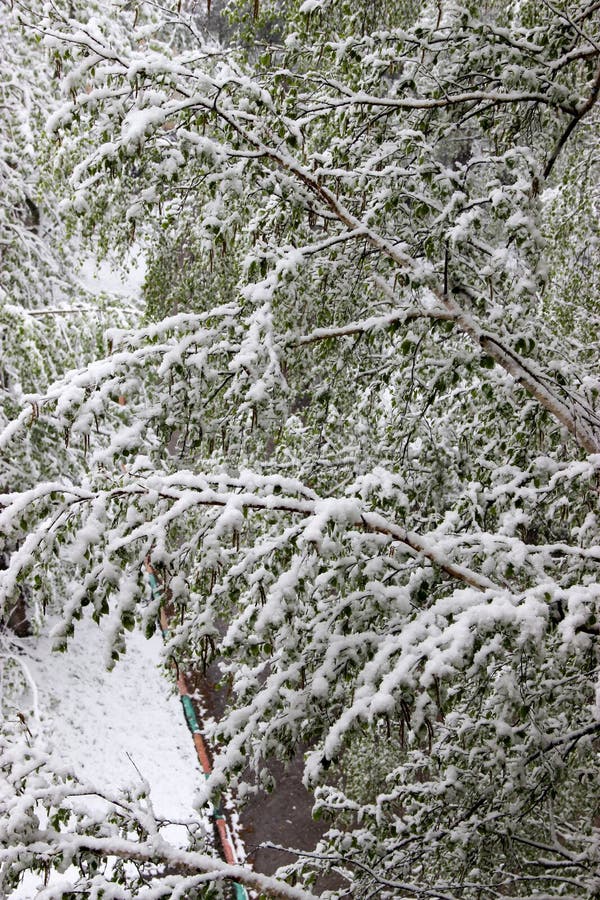 Return of Winter, Snowfall. Green Large Leaves of Birches Covered with ...