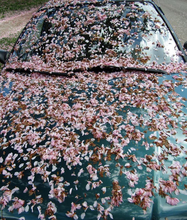 End of Spring. Parked Car Covered with Fallen Cherry Petals Stock Photo ...