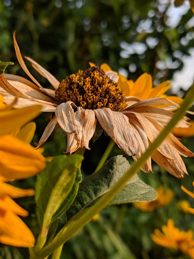 Dying flower stock image. Image of flower, summer, yellow - 123294109