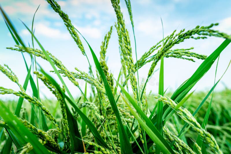 End of Summer is the Time To Harvest the Ears of Rice in Spanish Crops ...