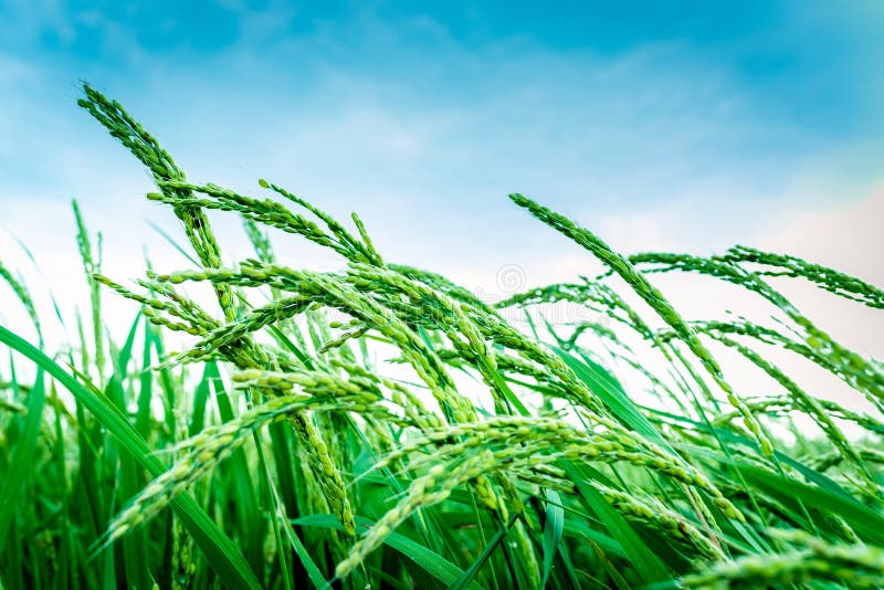 End of Summer is the Time To Harvest the Ears of Rice in Spanish Crops ...