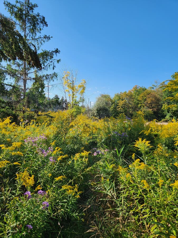 End of Summer Weather Trail and Field Stock Image - Image of autumn ...
