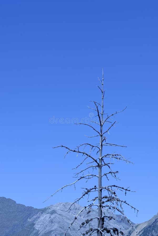 The end of a tree stock photo. Image of walls, tree - 136302740
