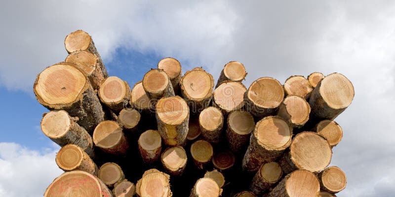 End of tree logs stock photo. Image of clouds, long, trees - 5310100