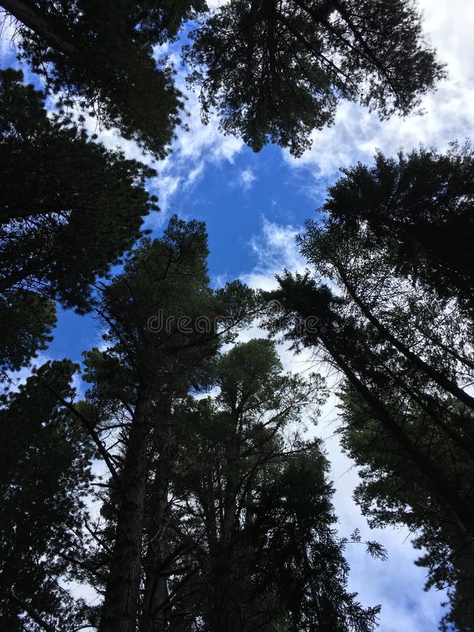 At the End of the Trees stock image. Image of bosque - 185525725