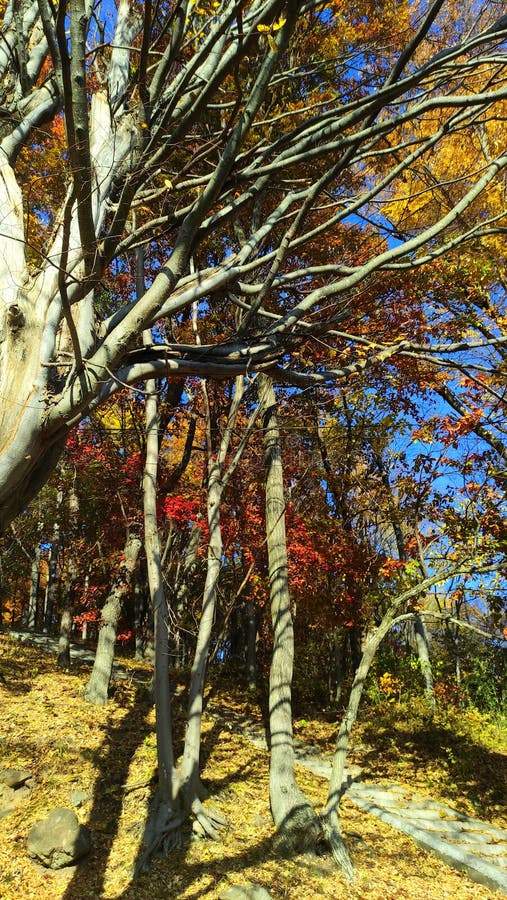 The End of the Trees Shed Their Beauty Stock Photo - Image of grove ...