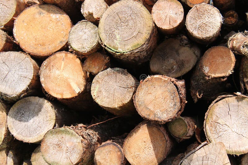 Wooden Forestry Logs. stock image. Image of pine, food - 295196867