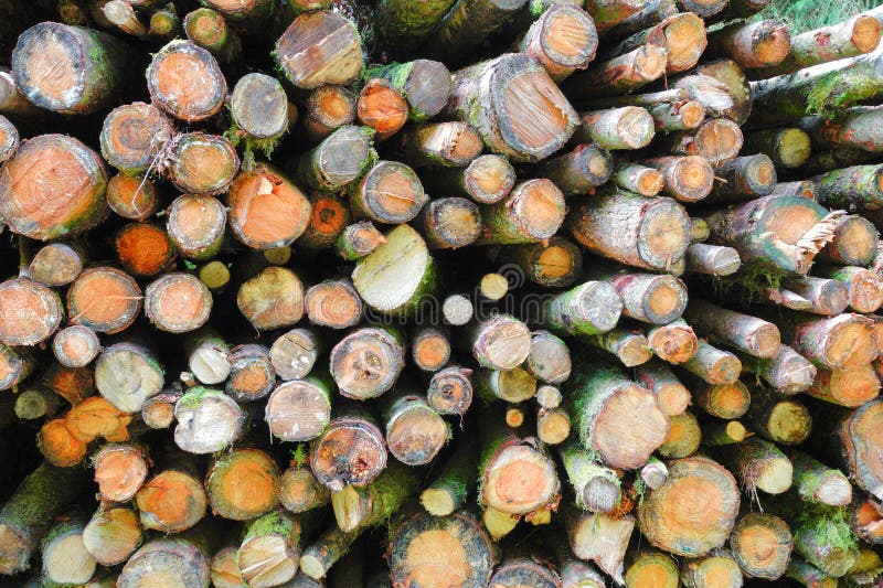 End View of Woodland Log Stack. Stock Photo - Image of logs, timber ...