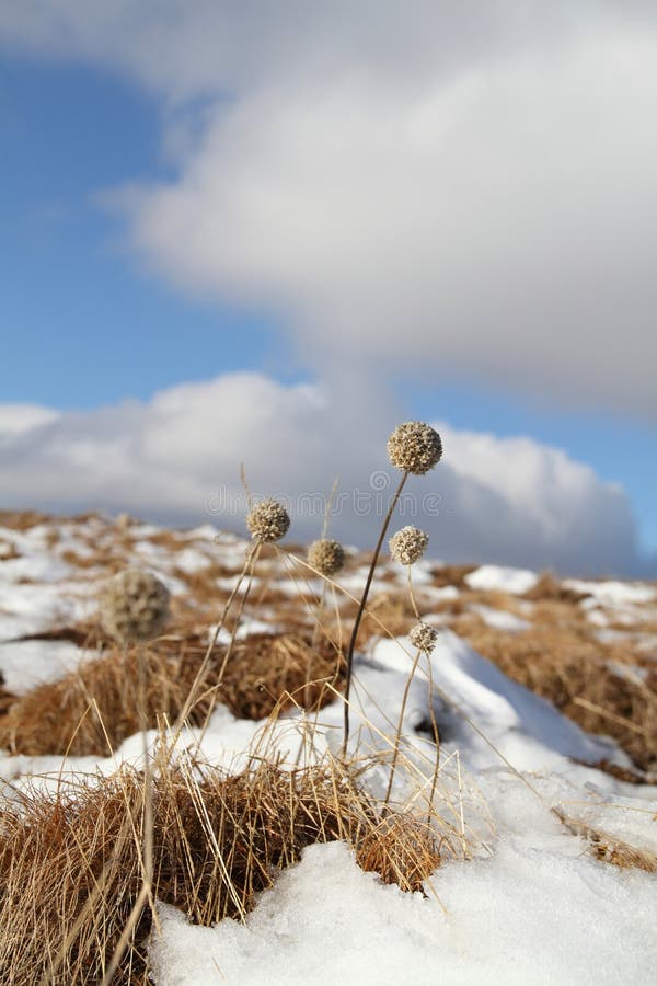 End of winter stock image. Image of melting, white, serene - 23353049