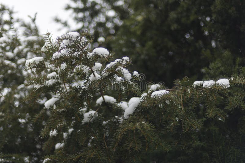 End of winter stock photo. Image of nature, green, snow - 89853446