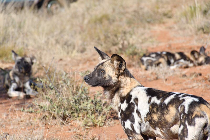 African Wild Dog stock photo. Image of africa, endangered - 101449166