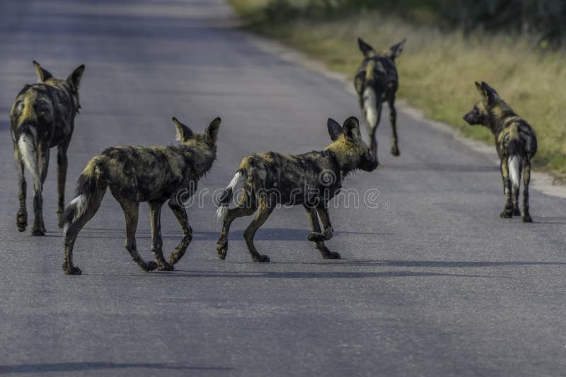 Endangered African Wild Dog during Safari in Kruger Stock Photo - Image ...