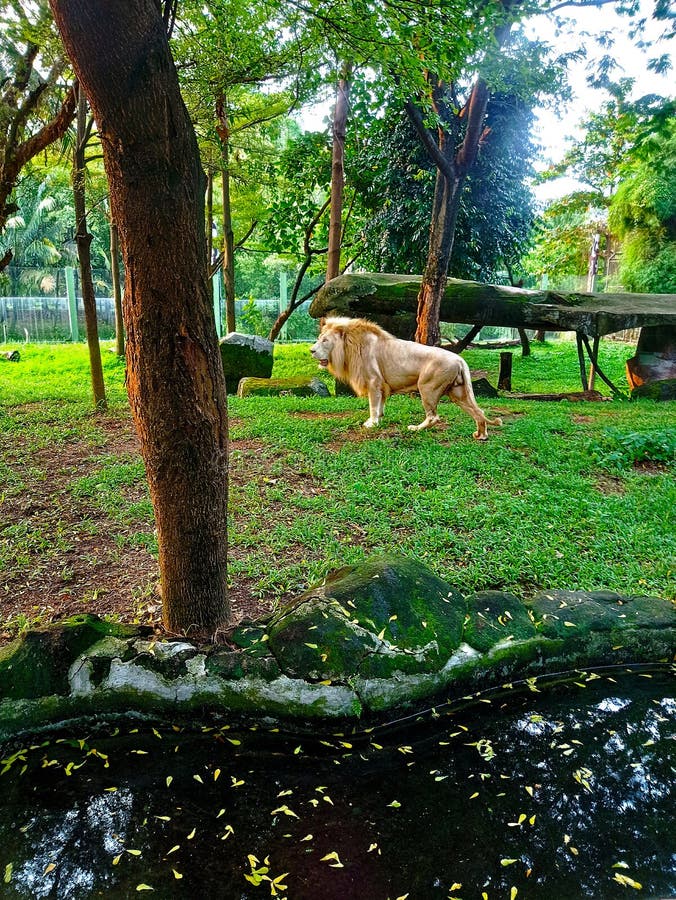 Endangered animals stock photo. Image of wilderness - 262761610