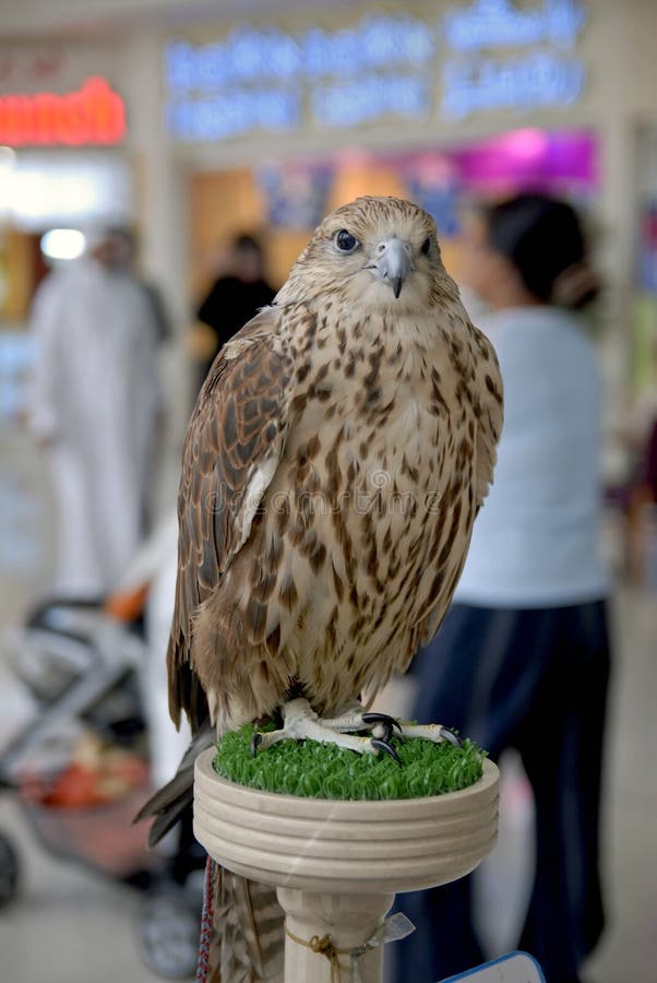 Endangered Arab Saker Falcon Stock Photo - Image of feather, oman: 3024394