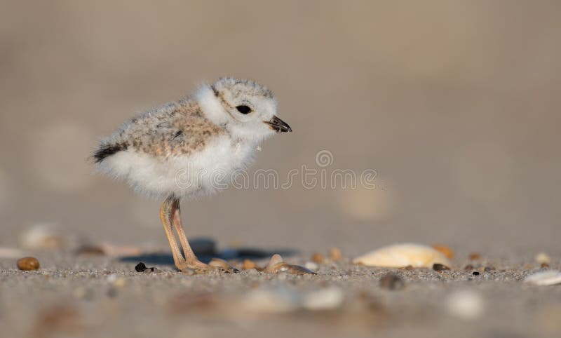 Baby plover stock photo. Image of baby, walking, nature - 31421060
