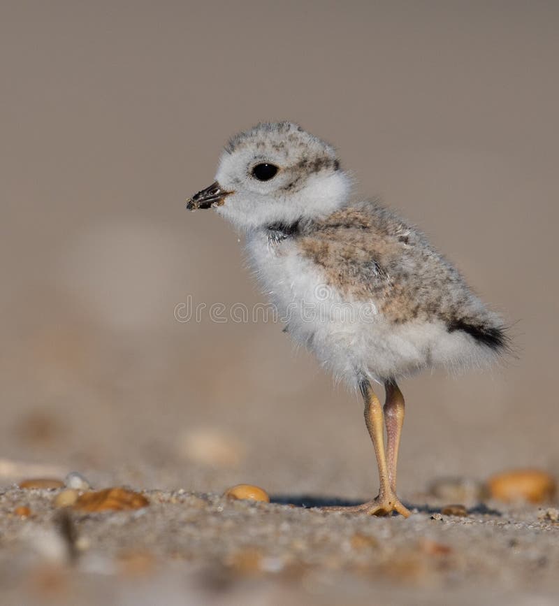 229 Baby Piping Plover Stock Photos - Free & Royalty-Free Stock Photos ...