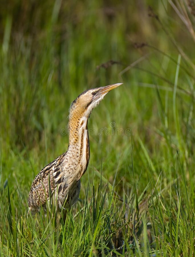 Endangered Bittern Bird, Long Neck, Rural Türkiye Stock Image - Image ...