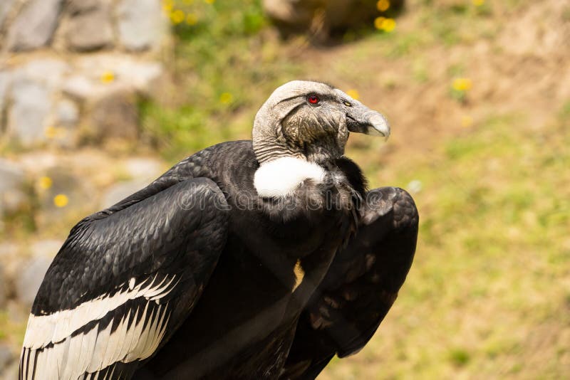Endangered Condor Ecuador stock image. Image of isolated - 159872963