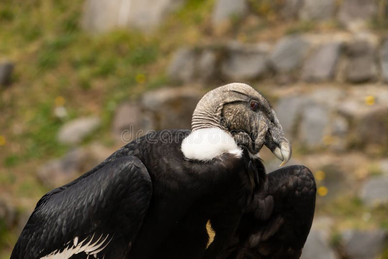 An Andean Condor stock image. Image of looking, andean - 124358695
