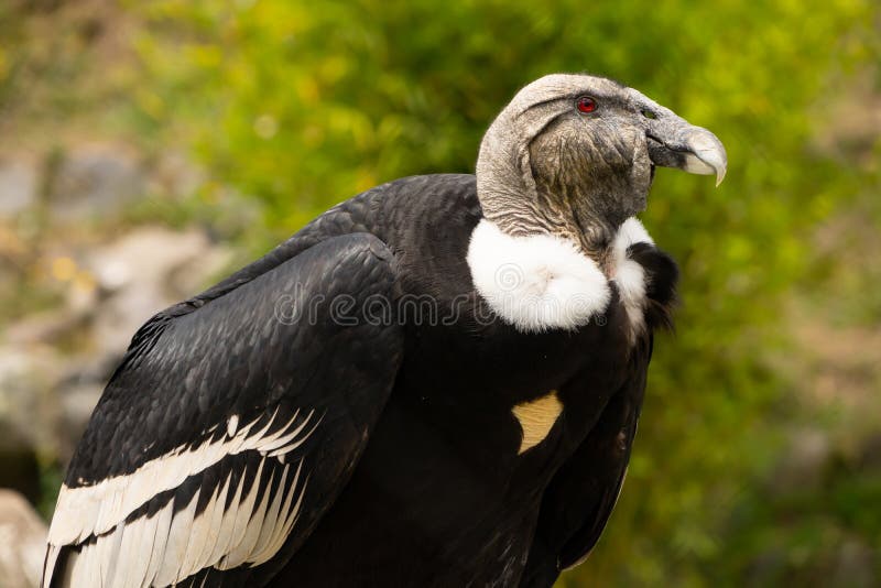 Endangered Condor Ecuador stock photo. Image of flying - 159873650