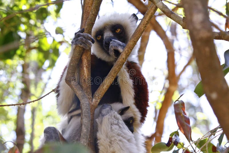 Endangered Coquerel S Sifaka Lemur (Propithecus Coquereli) Stock Image ...