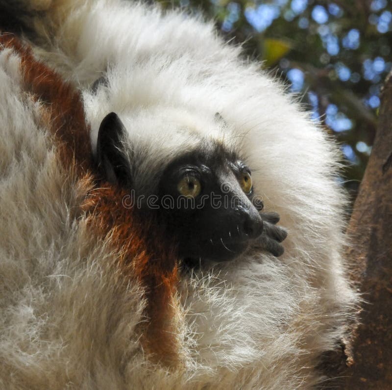 Silky Sifaka (Propithecus Candidus) Stock Image - Image of closer ...