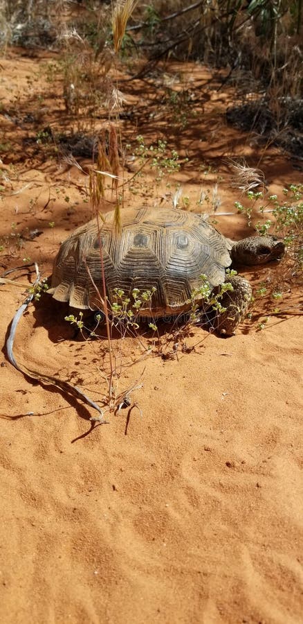 Endangered Desert Tortoise stock image. Image of dess - 274201035