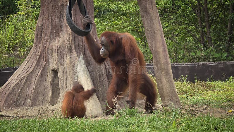 Endangered Exotic Orangutan in Their Natural Environment, Looking ...