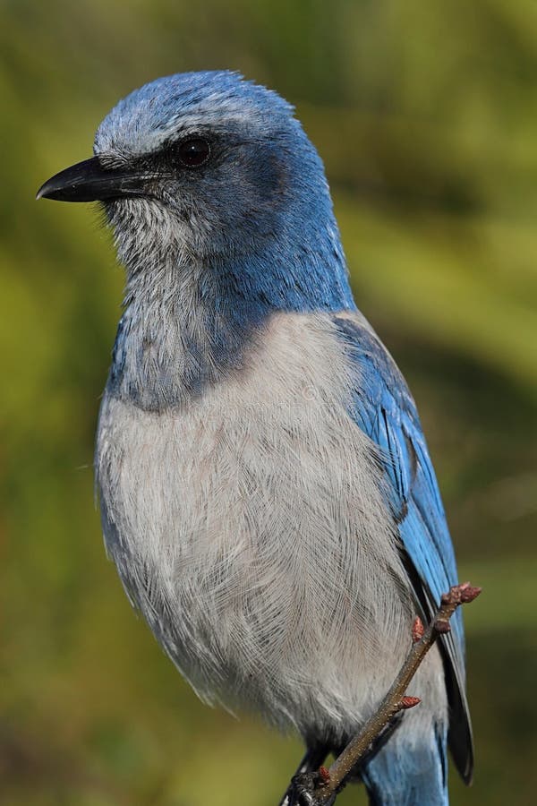 Florida scrub jay stock photo. Image of omnivore, gray - 1680248
