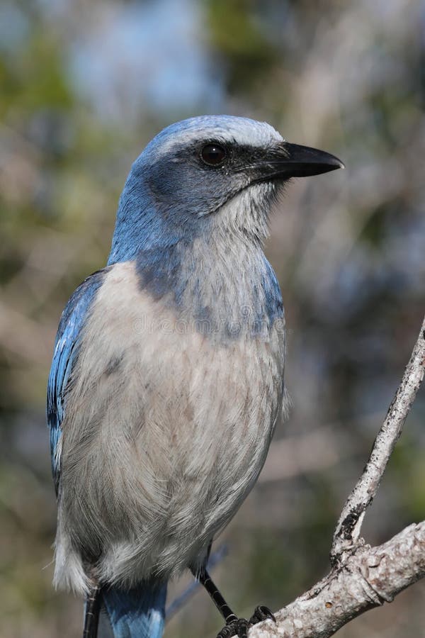 Endangered Florida Scrub-Jay Stock Photo - Image of blue, aphelocoma ...
