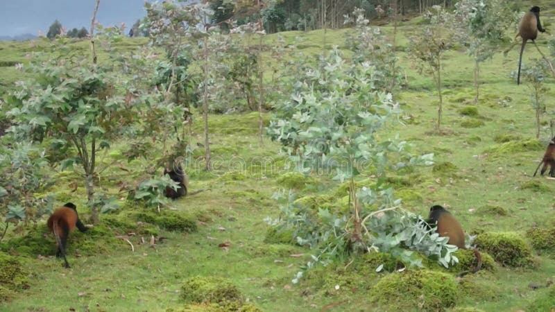 Endangered Golden Monkeys, Virunga Stock Footage - Video of gold ...