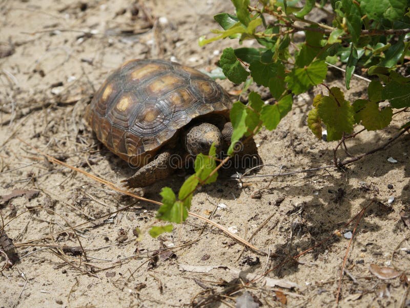 Tortoise Walking on the Sand on a Beach Stock Image - Image of gopherus ...
