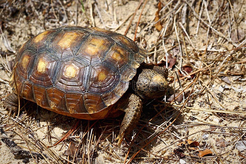 Tortoise Walking on the Sand on a Beach Stock Photo - Image of hole ...
