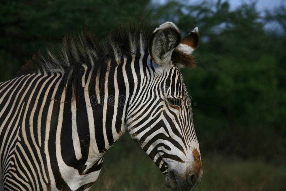 The Endangered Grevy Zebra of Samburu Kenya Stock Photo - Image of ...