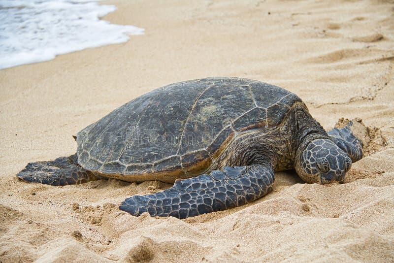 Sea Turtle Resting on the Beach Stock Image - Image of hawaii ...