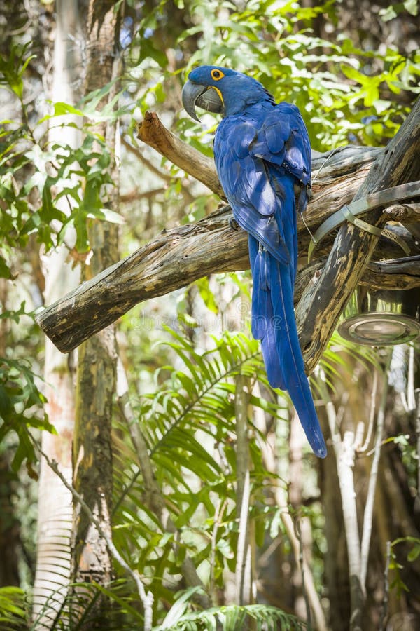 The Endangered Hyacinth Macaw of South America Stock Photo - Image of ...