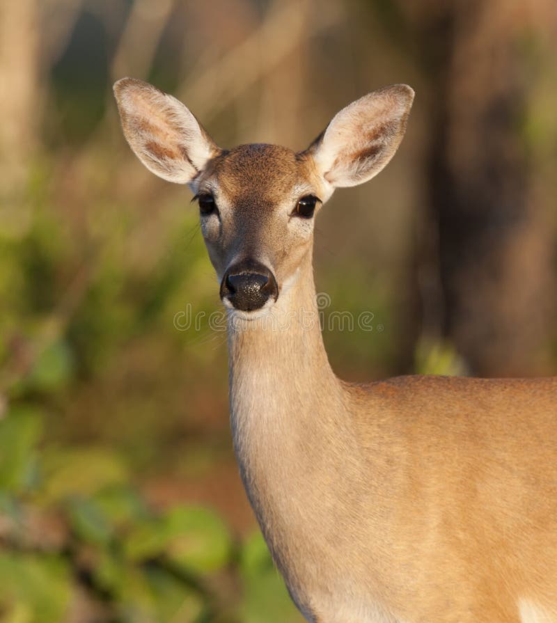 Endangered Key Deer stock photo. Image of deer, species - 13841028