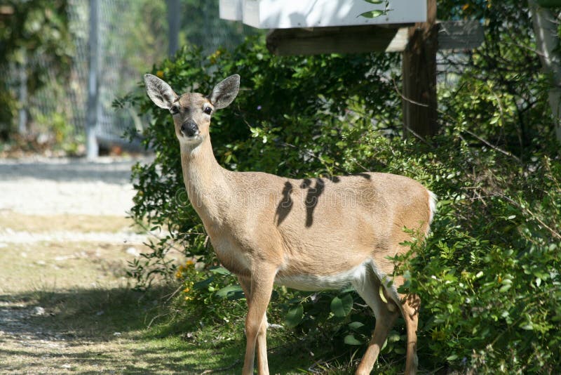Endangered Key Deer in Florida Keys Stock Image - Image of florida ...