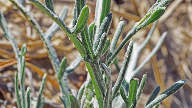 Pitchers Thistle stock image. Image of pitchers, bokeh - 118663511