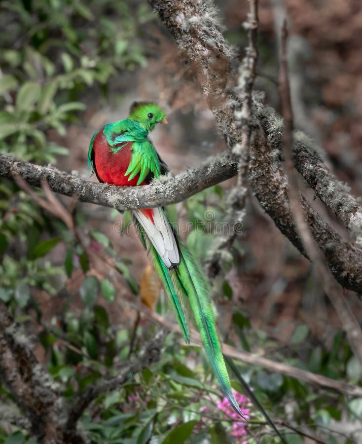 Endangered and Rare Quetzal Facing Forward Showing Bright Red Chest ...