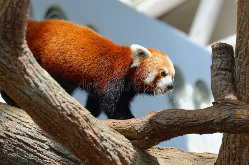 Endangered red panda stock image. Image of creature, tail - 36289371